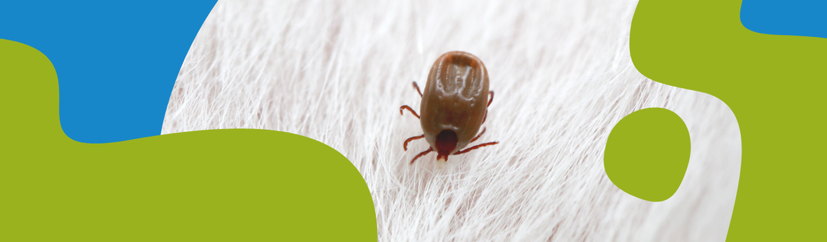 How to Protect Your Dog from Ticks: Full Guide | Medpak